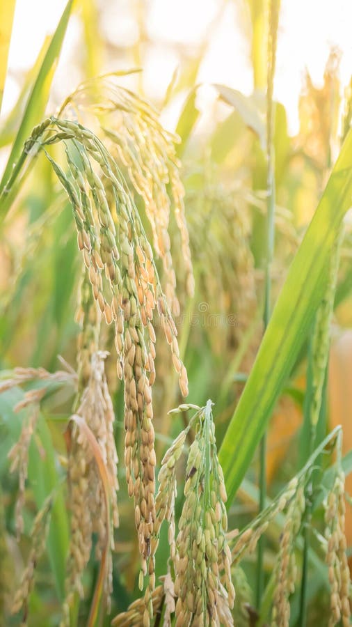 Spikelet Of Rice In The Field Stock Photo - Image of rice, nature ...