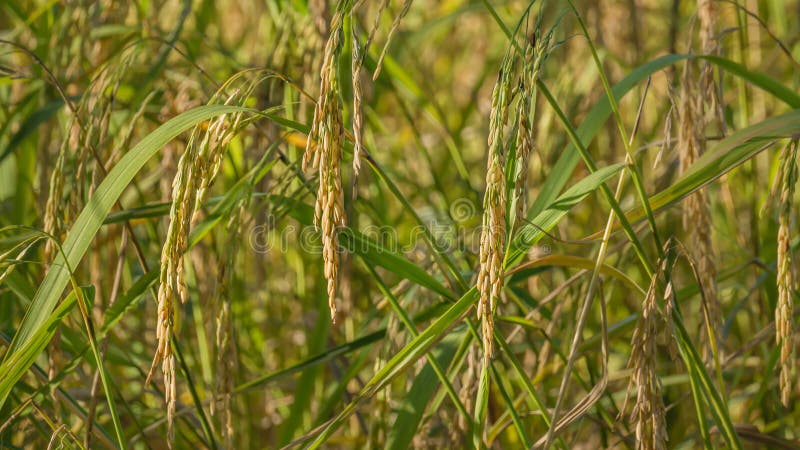 Spikelet of Rice in the Field Stock Photo - Image of rice, nature ...