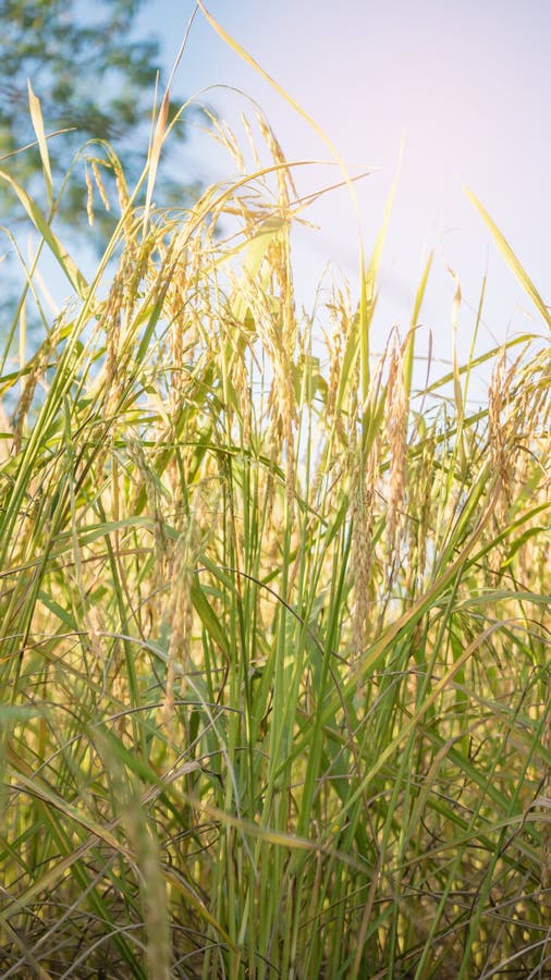 Spikelet of Rice in the Field Stock Photo - Image of yellow, crop: 83954094