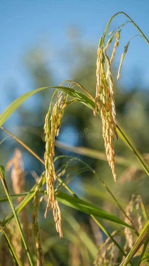 Spikelet of Rice in the Field Stock Image - Image of plant, garden ...