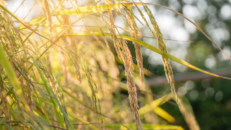 Spikelet of Rice in the Field Stock Photo - Image of harvest, flora ...