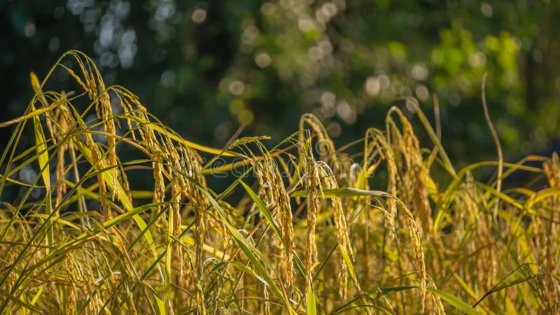 Spikelet Of Rice In The Field Stock Photo - Image of rice, nature ...
