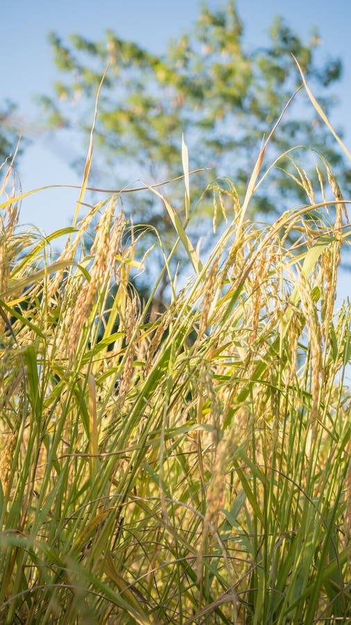 Spikelet of Rice in the Field Stock Image - Image of branch, farm: 85909567