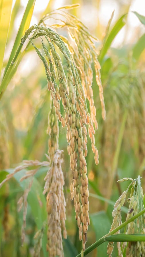 Spikelet of Rice in the Field Stock Photo - Image of bright, branch ...