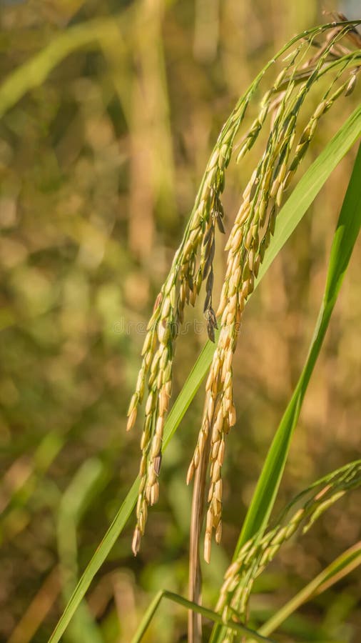 Spikelet of Rice in the Field Stock Image - Image of garden ...