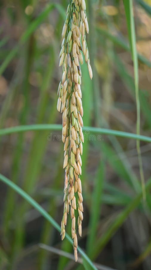 Spikelet of rice stock image. Image of growth, grow, asia - 26518193