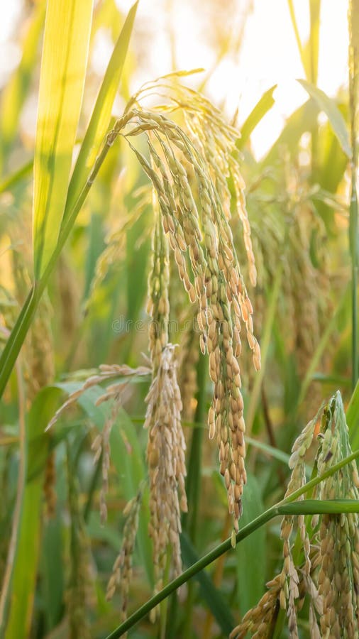 Spikelet of Rice in the Field Stock Photo - Image of rice, nature ...