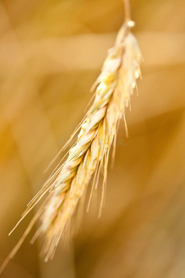 Spikelet of ripe wheat stock image. Image of plant, bread - 27286081