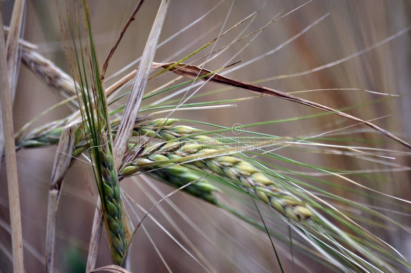 Spikelets barley seed stock photo. Image of agribusiness - 76539030
