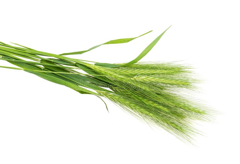 Spikelets stock image. Image of botanical, lawn, beauty - 48304111