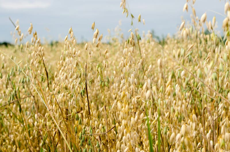 Spikelets of Oats in a Field Close Up Stock Photo - Image of farmer ...