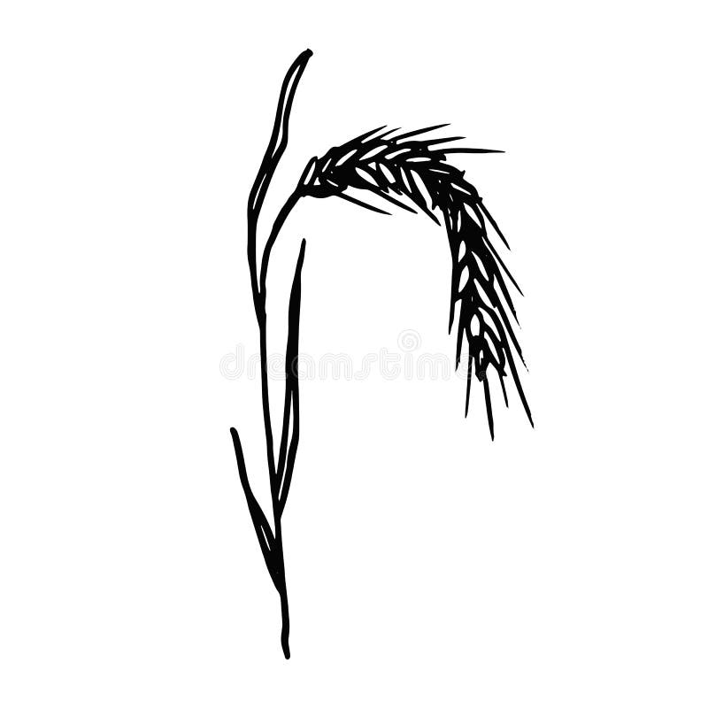 Spikelets Rye Grass Sketch Drawing on a White Background Stock Vector ...
