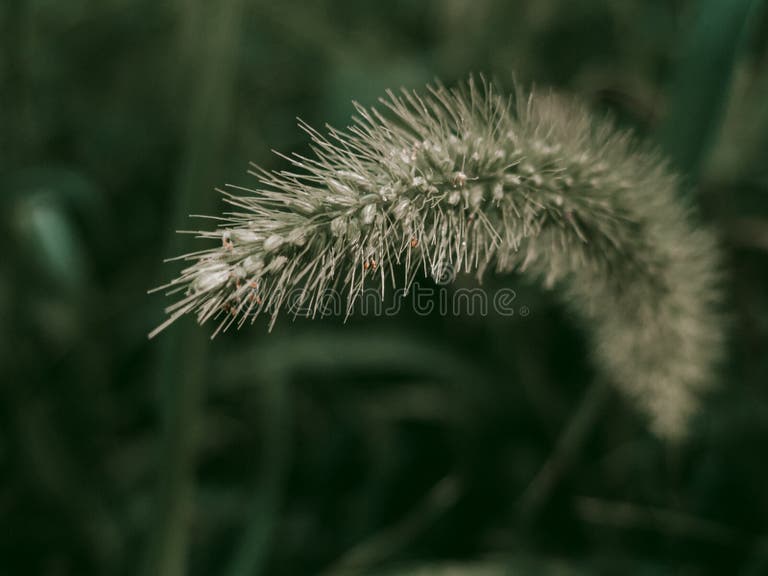 Bend stock photo. Image of macro, spring, weed, plants - 225801582