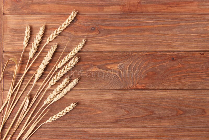 Wheat Colored Days stock photo. Image of blooms, field - 50610952