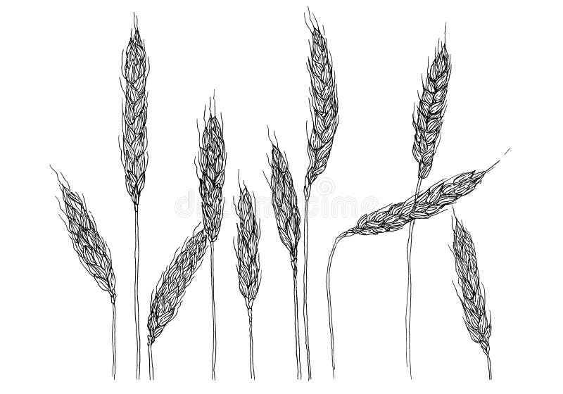 Spikelets of Wheat Ink Hand Drawing Illustration Stock Illustration ...