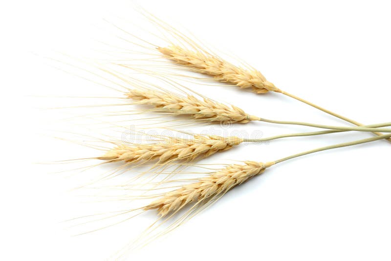 Spikelets of Wheat Isolated on White Background. Top View Stock Photo ...