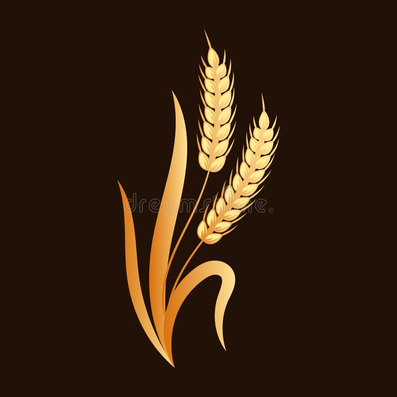 Spikelets of Wheat, Rye, Barley, Gold Design on a Dark Background ...