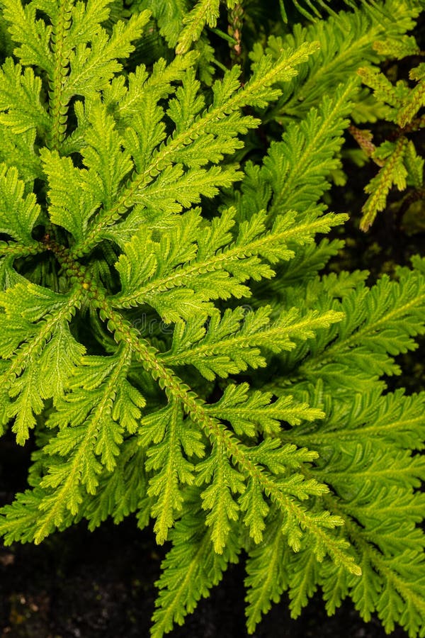 Spikemoss stock photo. Image of spikemoss, leaf, summer - 186442908