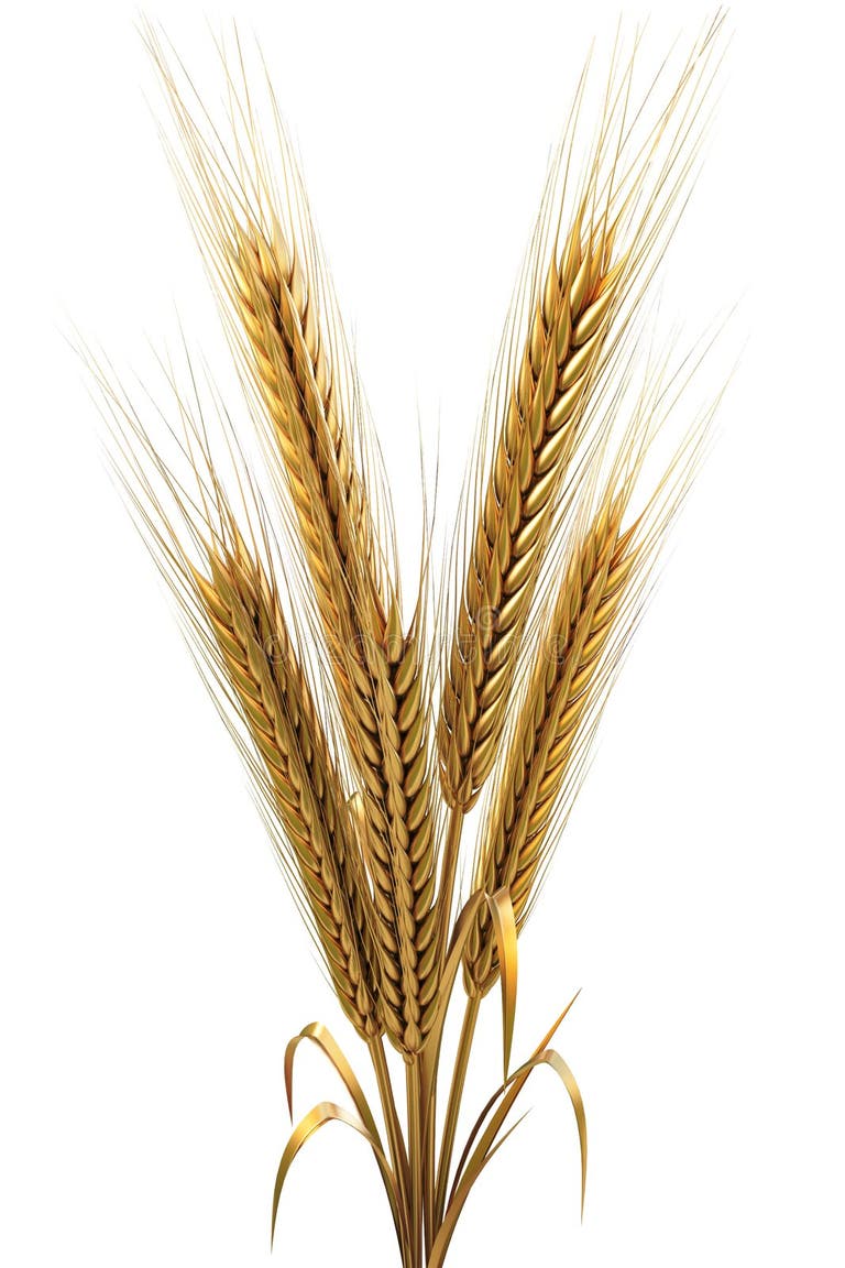 Crop Spikes Stock Illustrations – 1,367 Crop Spikes Stock Illustrations ...