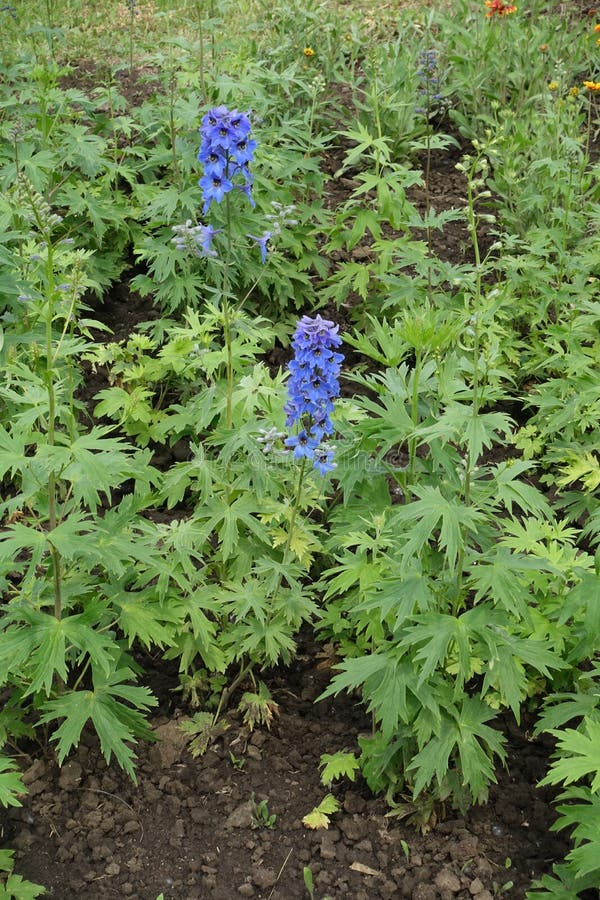 2 Spikes of Blue Flowers of Larkspur Stock Image - Image of cultivar ...
