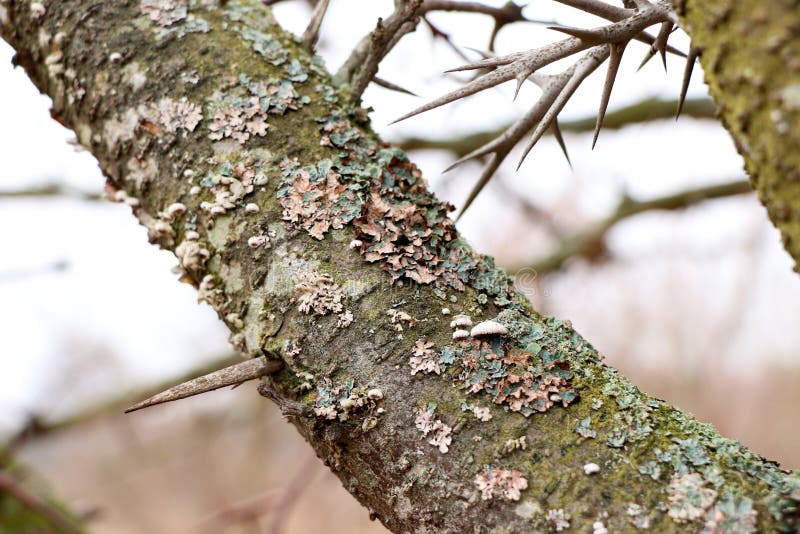 Spikes on a Branch of a Pear Tree Stock Photo - Image of environmental ...