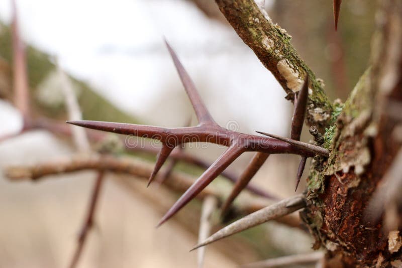 Spikes on a Branch of a Pear Tree Stock Image - Image of environmental ...