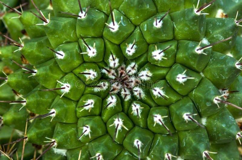Spikes of cactus stock image. Image of tropic, edge, crust - 87646773