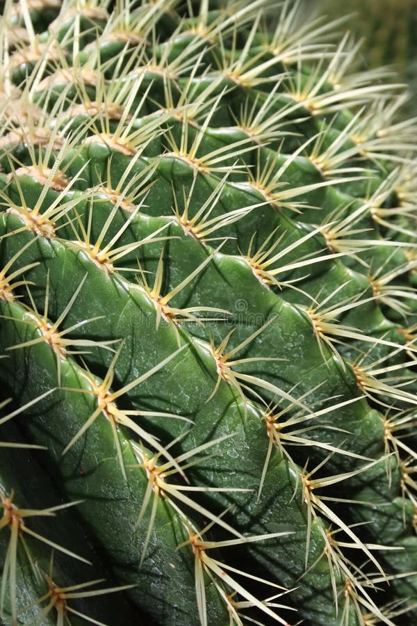 Spikes stock image. Image of desert, cactaceae, color - 39164779
