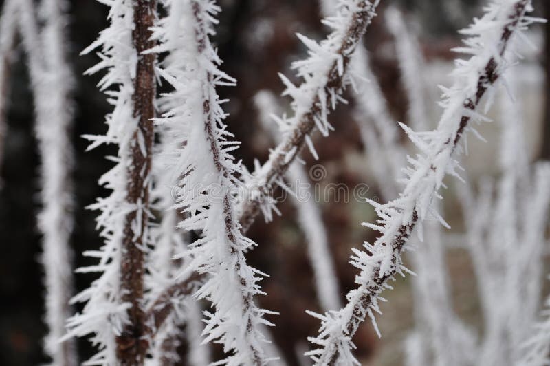 Spikes of Frost on Branches Stock Photo - Image of cold, poke: 137958164