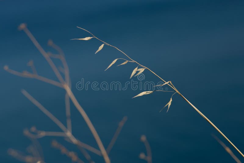 Spikes of Grass on Blue Sea Background Stock Photo - Image of frost ...