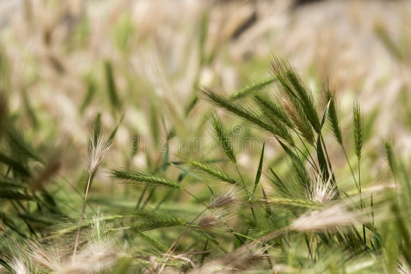 Spikes Of Grass Silhouetted In Sun Stock Image - Image of blue, meadow ...