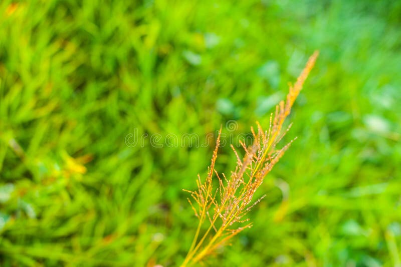 Wild Spike Bull Moose stock photo. Image of alaska, north - 15067590