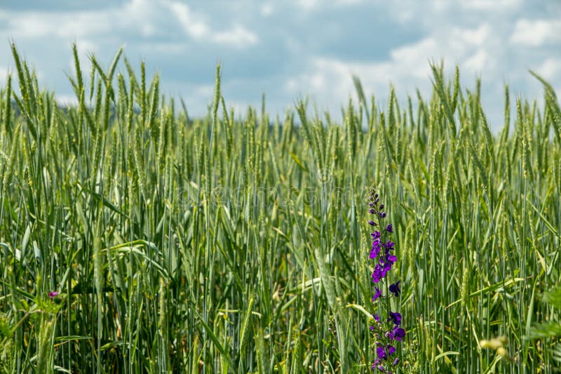 Spikes of Green Wheat Moving in the Wind Stock Image - Image of produce ...