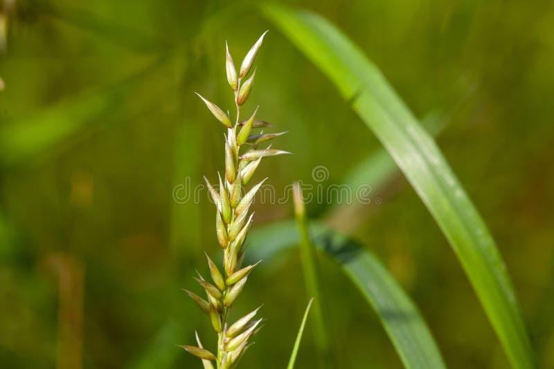 Spikes of Hairy Melic, Melica Ciliata Stock Photo - Image of leaf ...