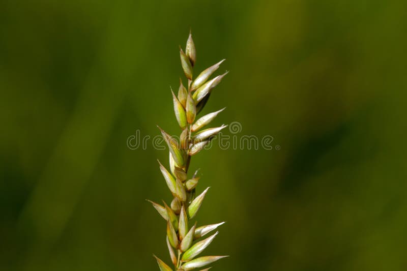 Spikes of Hairy Melic, Melica Ciliata Stock Image - Image of outdoors ...