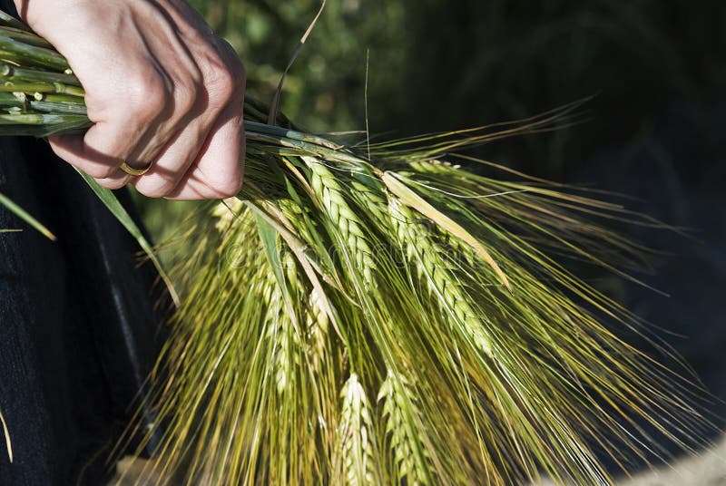 Spikes in the hand. stock image. Image of plant, green - 12804801