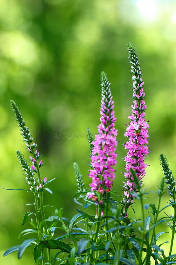 Spikes of Pink Veronica Flowers, Selective Focus Stock Image - Image of ...