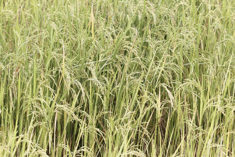 Spikes of rice in field stock image. Image of beautiful - 139811627