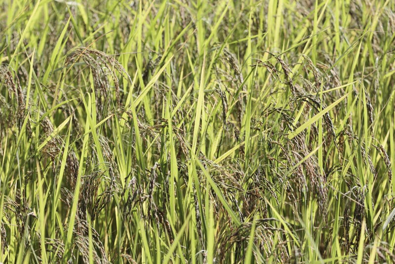 Spikes of rice in field stock image. Image of farming - 139811983