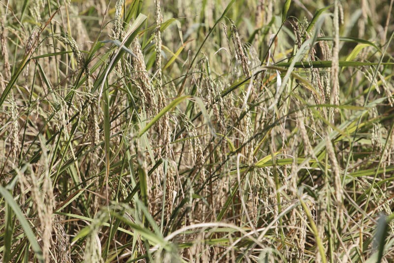 Spikes of rice in field stock image. Image of beautiful - 139812119