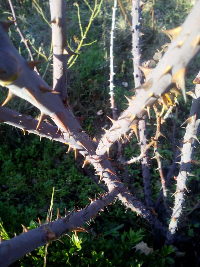 Spikes stock photo. Image of flower, garden, nature, spikes - 64008114