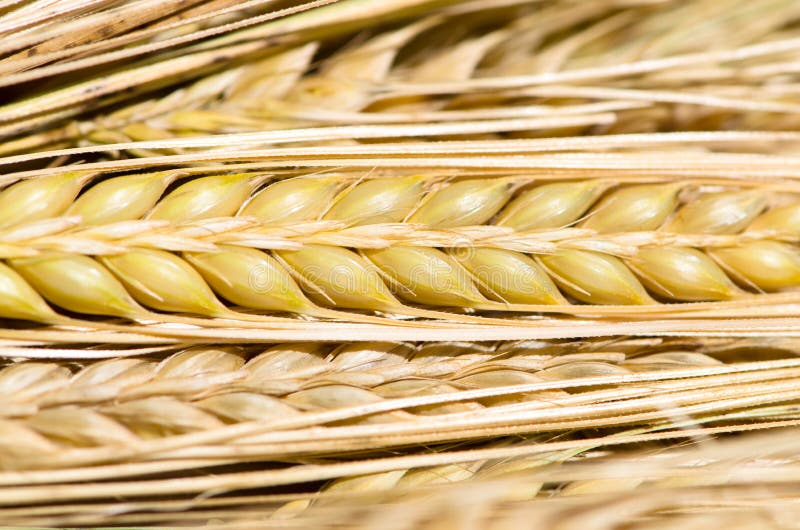 Spikes of rye stock photo. Image of macro, structure - 41587472