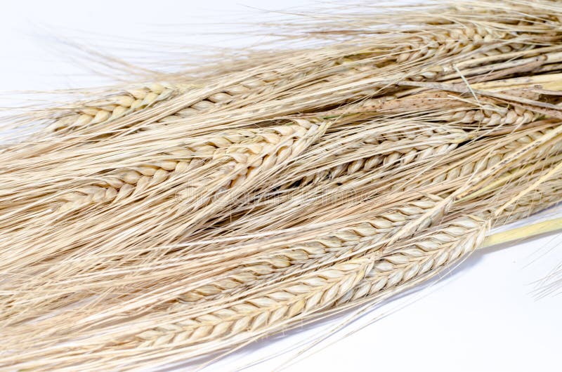 Spikes of rye stock image. Image of isolated, straw - 230445411