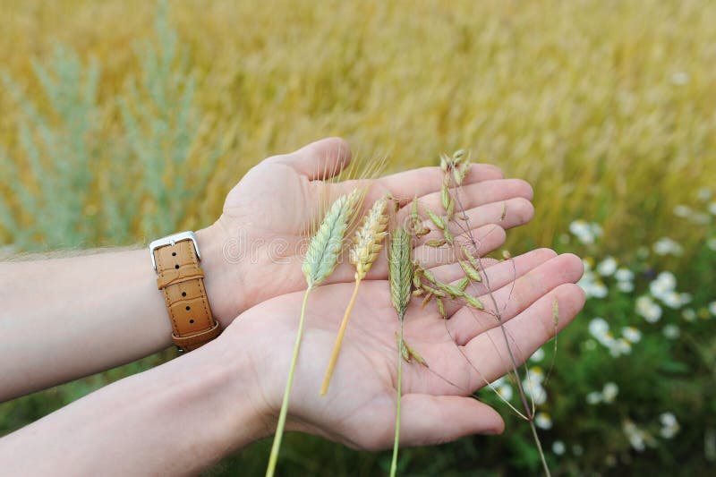 Spikes of Rye, Oats, Wheat and Triticale in Handfuls Against the ...