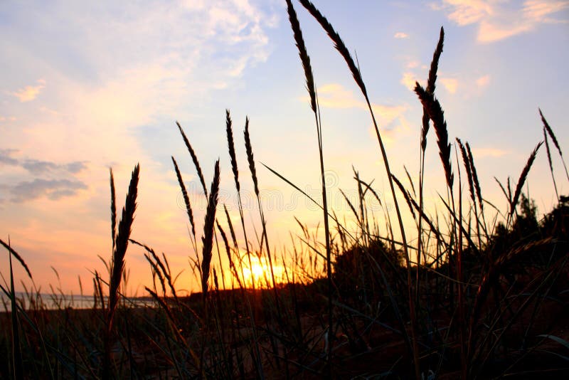 Sun n' Spikes stock photo. Image of dark, cling, beauty - 1941436