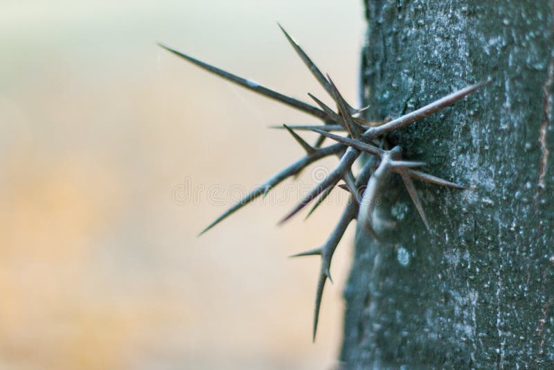 Spikes on a tree trunk stock photo. Image of lamerei - 70033200