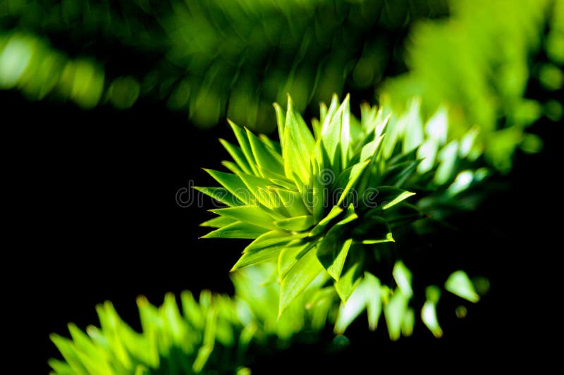 Spikey Bush stock image. Image of defense, defensive - 54452253