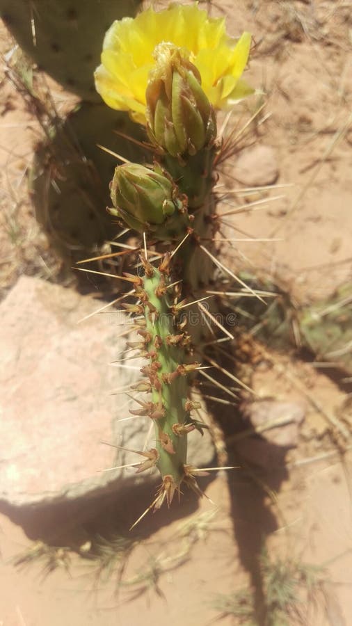 Cactus Leaf Under The Microscope Stock Image - Image of epidermis ...