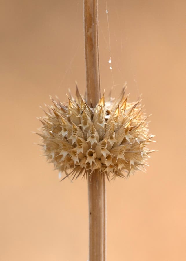 Spikey Flower stock image. Image of flower, spiked, spikey - 151310987