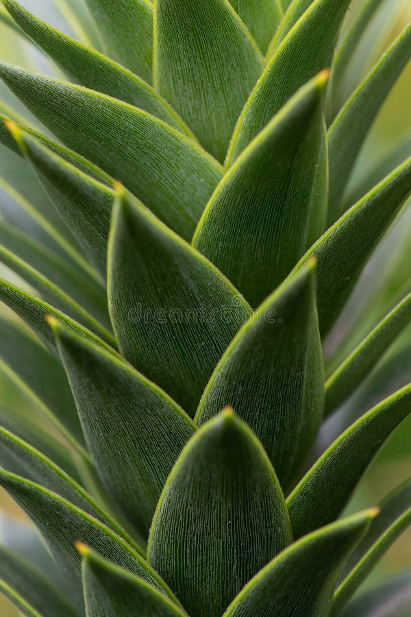 Spikey Leaves of the Monkey Puzzle Tree Stock Image - Image of foliage ...